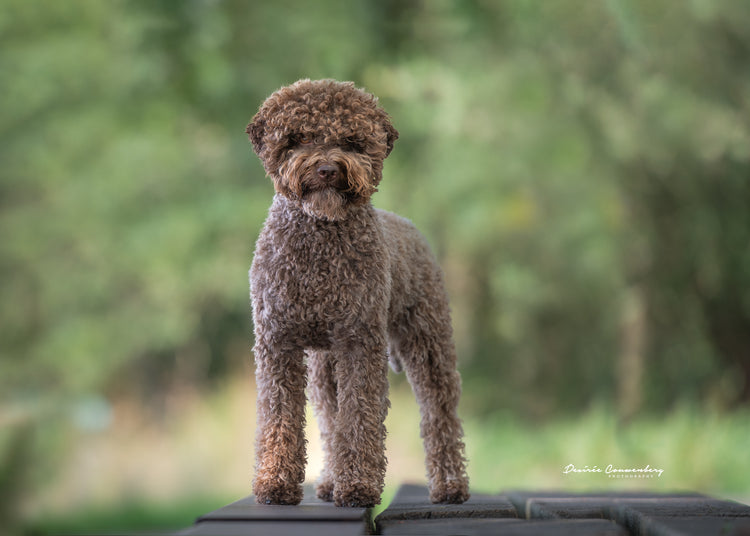 Lagotto Grooming – lagotto-grooming